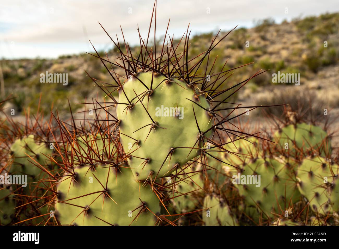 Big needles cactus hi-res stock photography and images - Alamy