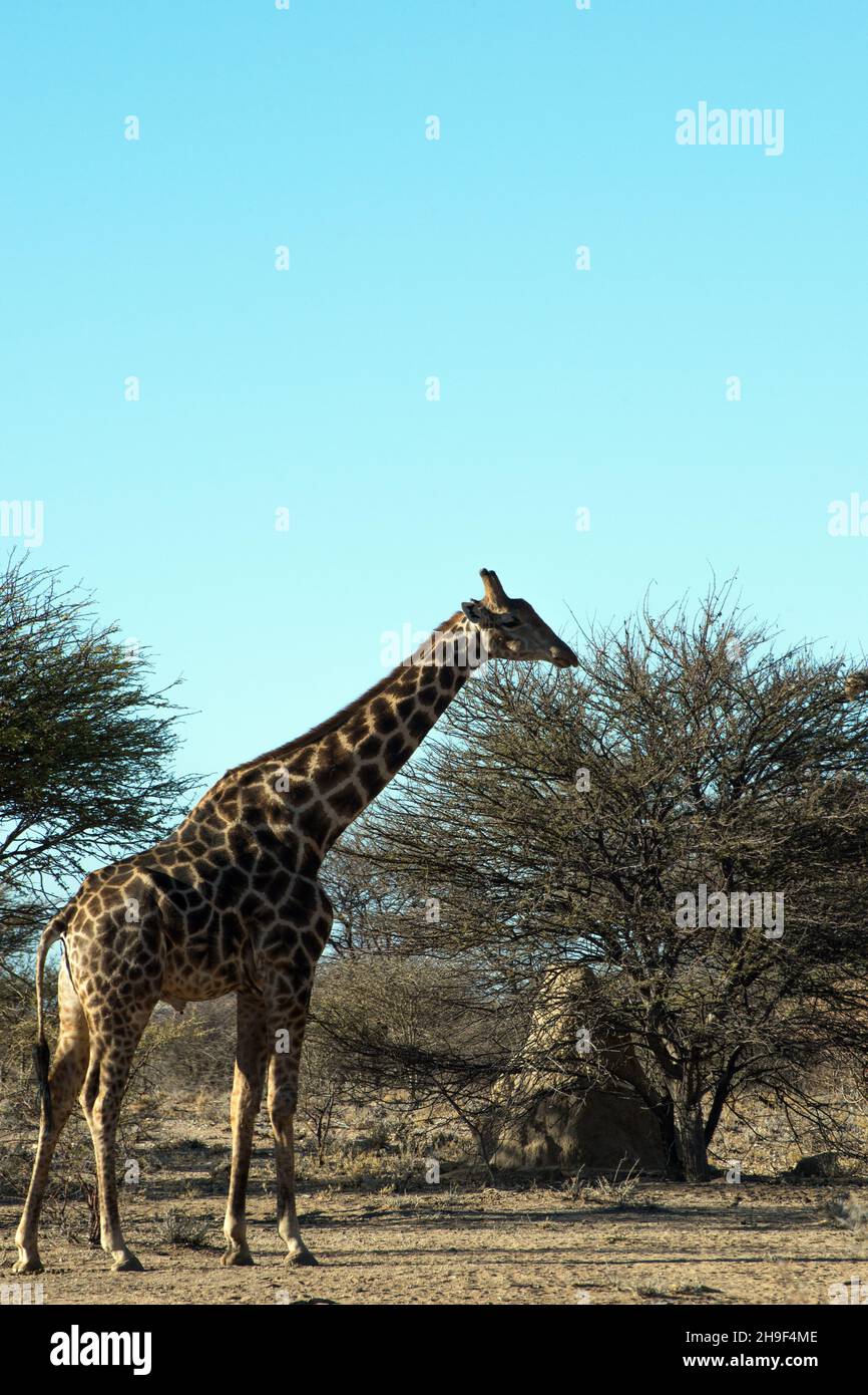 Erindi Game Park High Resolution Stock Photography and Images - Alamy