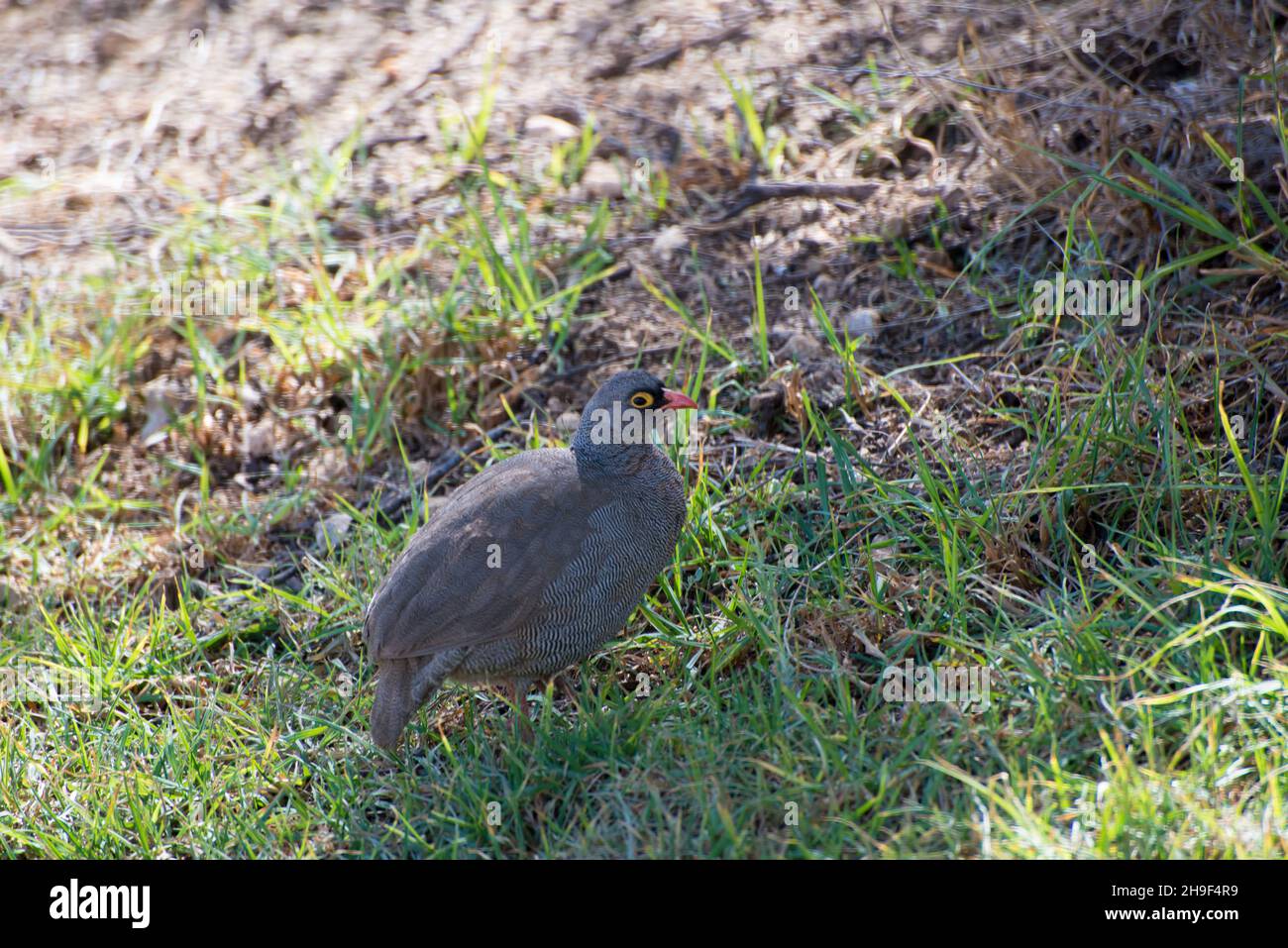 Red-billed spurfowl in Erindi National Park, Namibia Stock Photo - Alamy