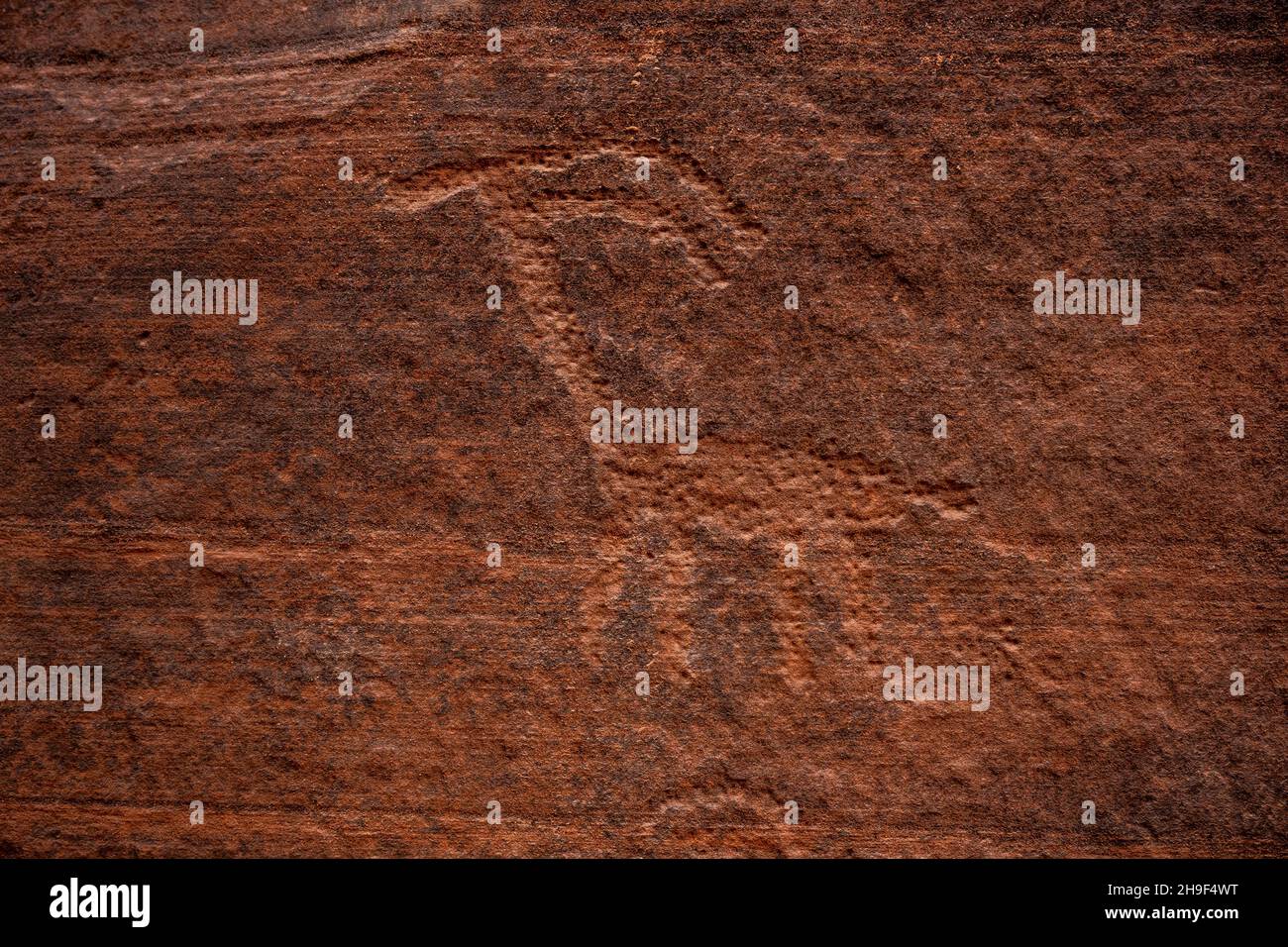 Long Necked Animal Petroglyph On Slickrock Wall in Buckskin Gulch Stock ...