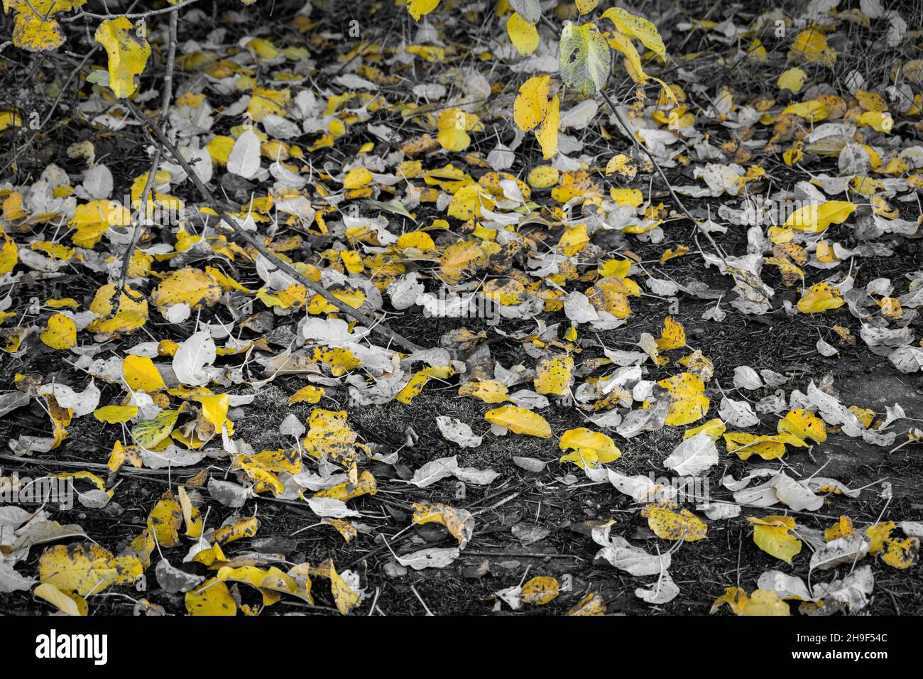 Dead leaves scattered on the ground Stock Photo - Alamy
