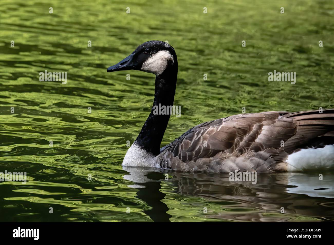 Beautiful white goose swimming hi-res stock photography and images - Alamy