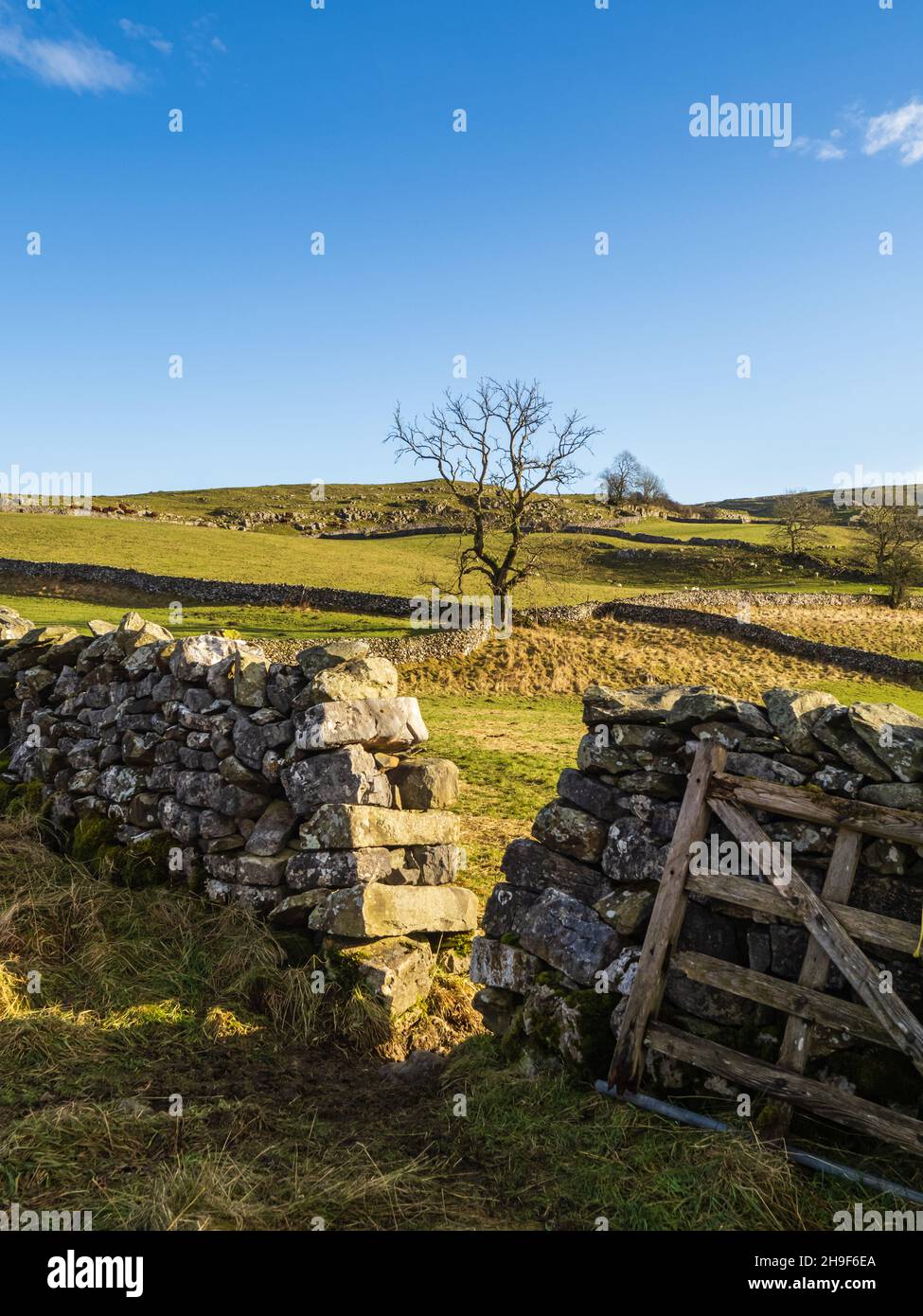 Tree at Winskill stones above Langcliffe in the Yorkshire Dales Stock ...