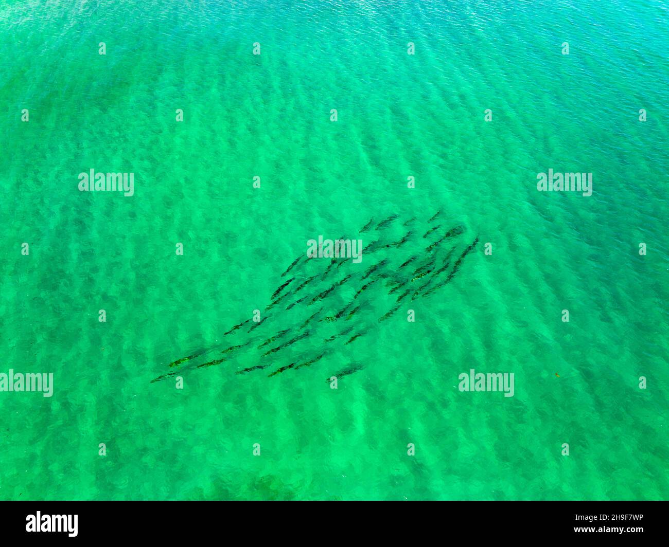 Aerial photo school of fish in the ocean Stock Photo - Alamy
