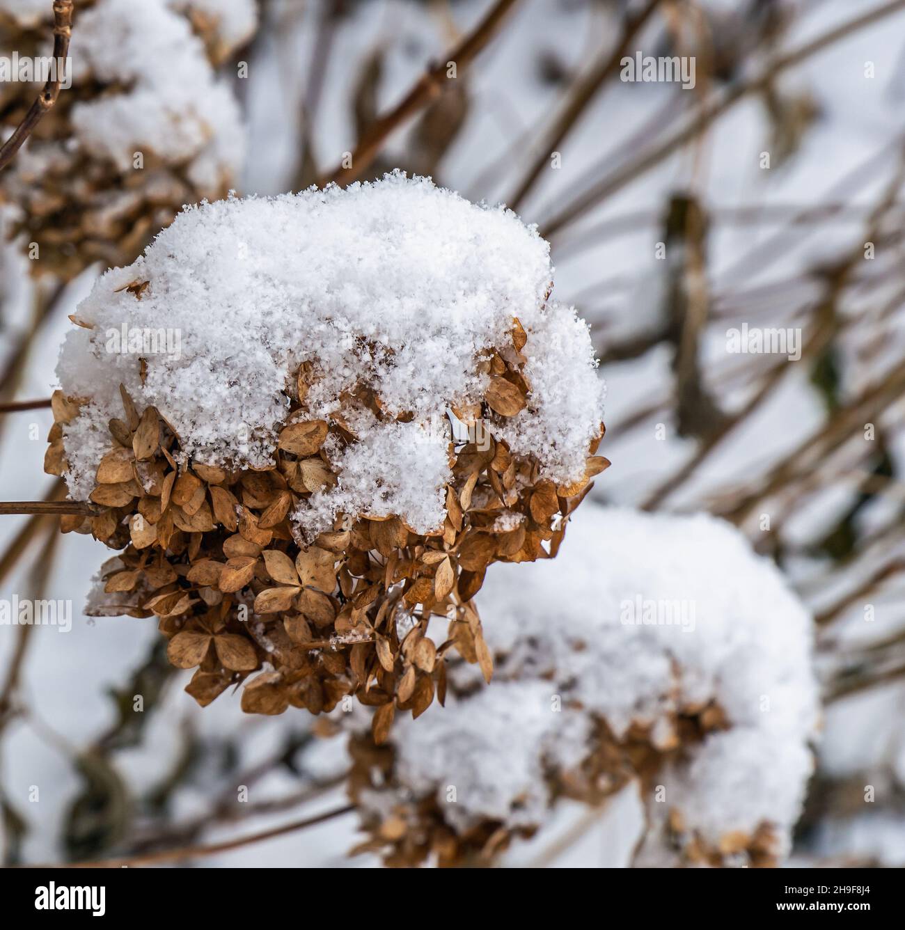 Close-up of a bunch of dried hydrangea flowers that are covered with ...