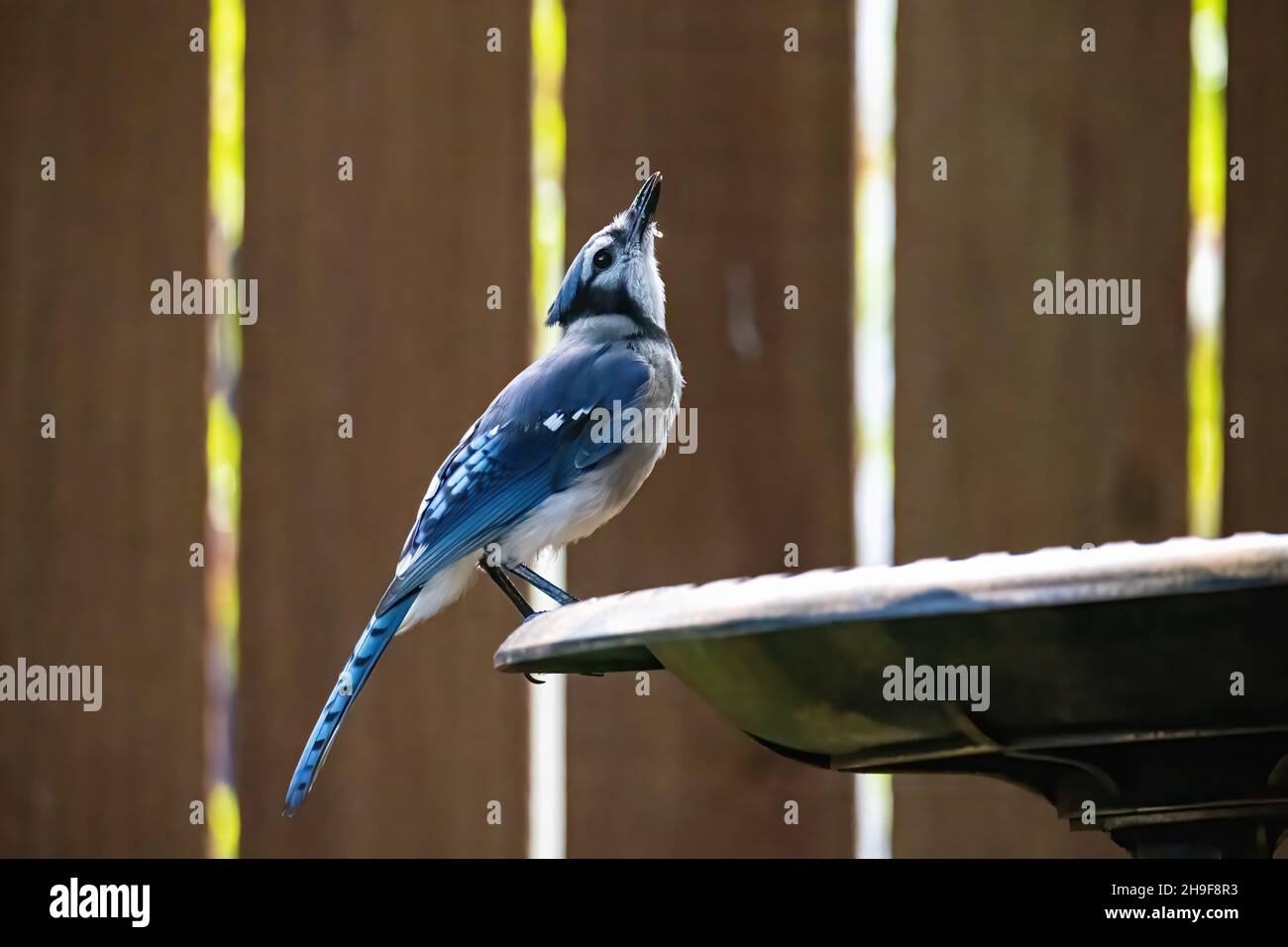 Blue jay with his head up swallowing the water from the birdbath Stock ...