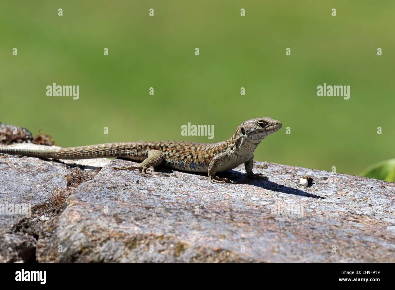 Common wall lizard on a stone wall Stock Photo - Alamy