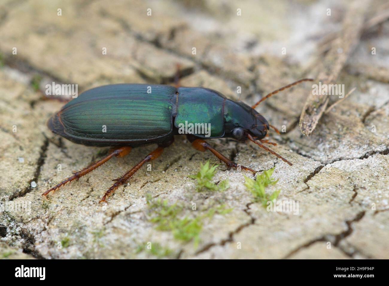 Closeup on a colorful metallic green ground beetles Harpalus affinis ...
