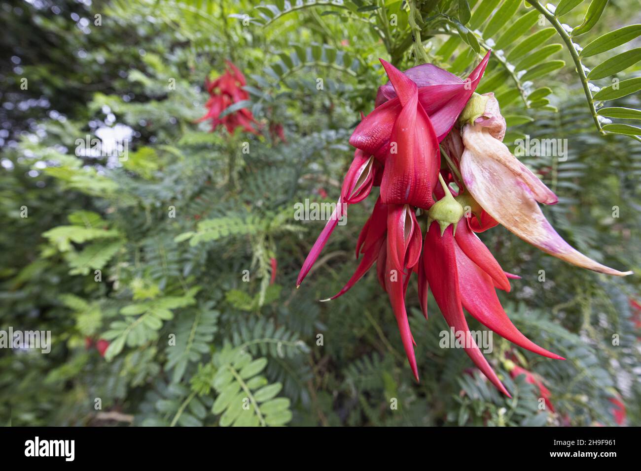 Drooping clusters hi-res stock photography and images - Alamy
