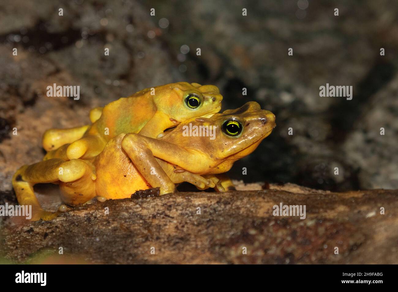 Panamanian golden frogs Stock Photo - Alamy