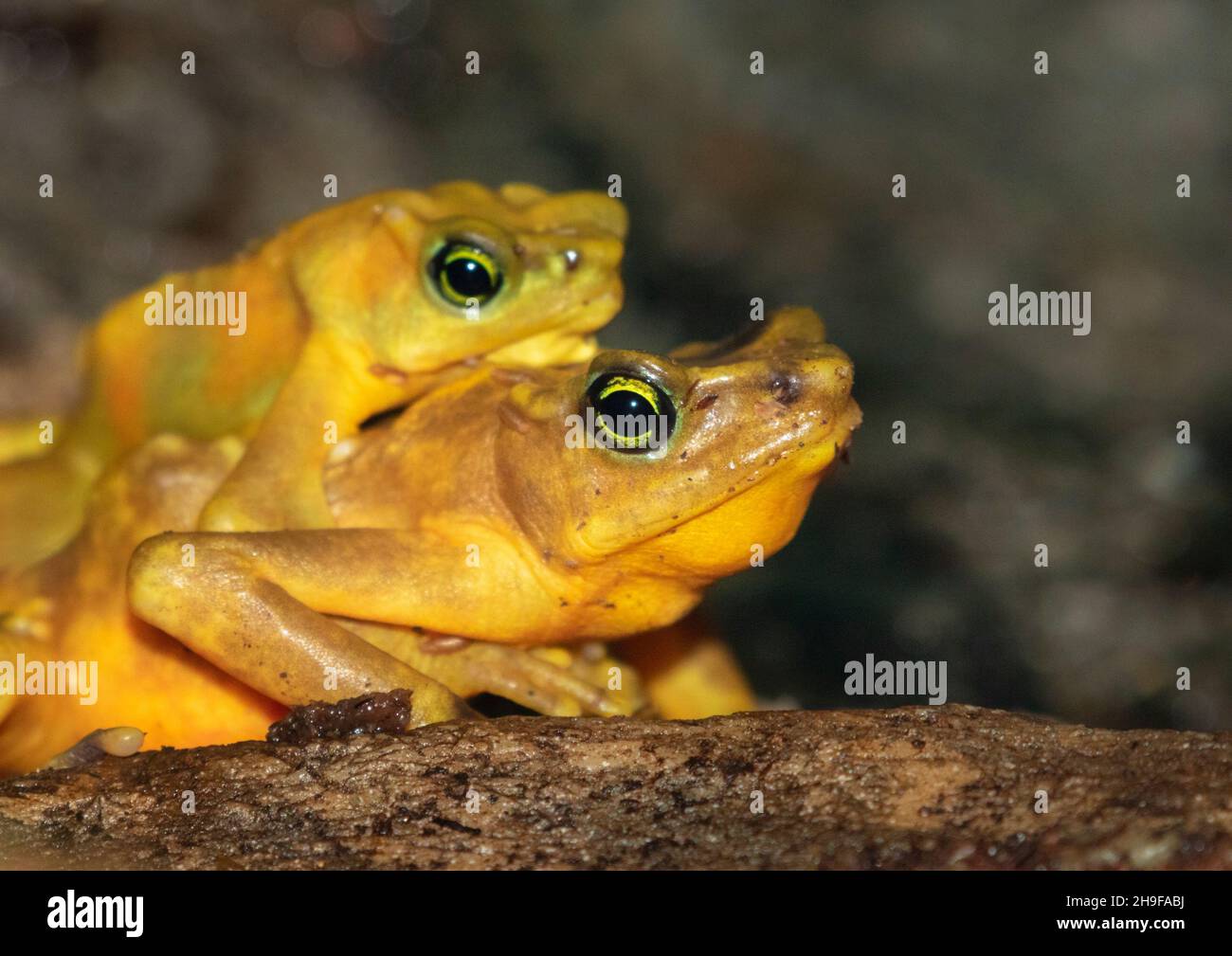 Panamanian golden frogs Stock Photo - Alamy