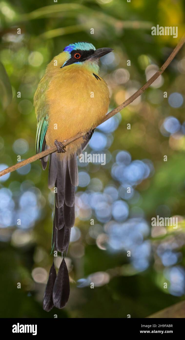 Blue-Crowned Motmot (Momotus momota Stock Photo - Alamy