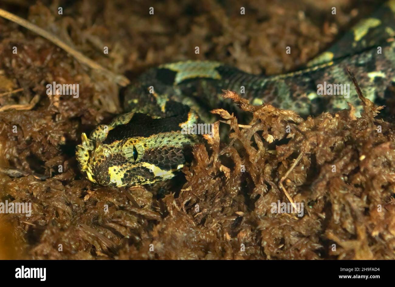 Rhinoceros viper (bitis nasicornis) hi-res stock photography and images ...