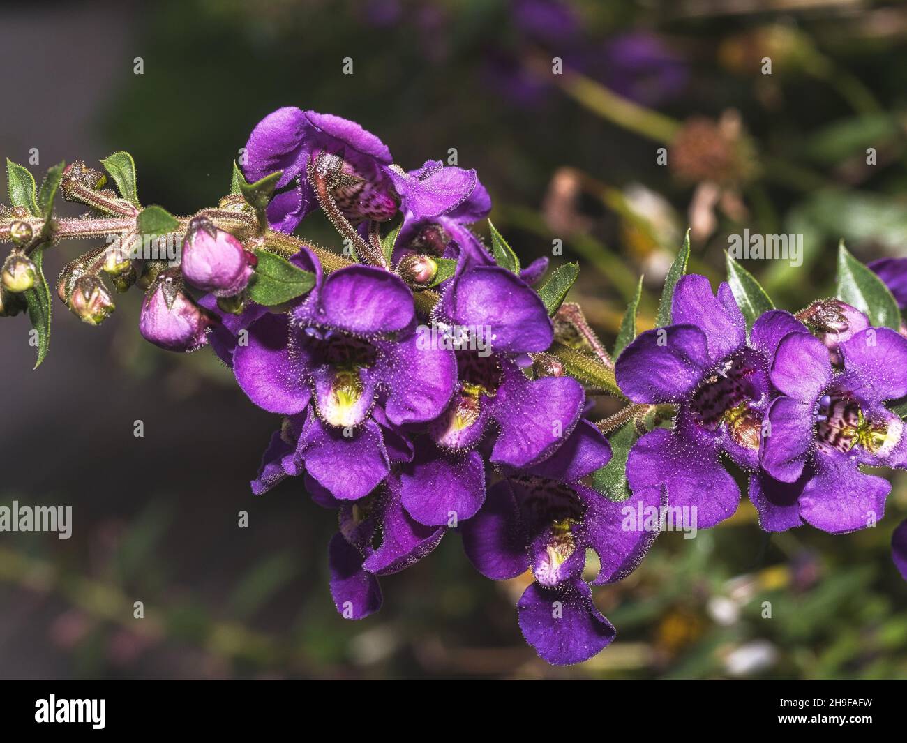Purple angelonia hi-res stock photography and images - Alamy