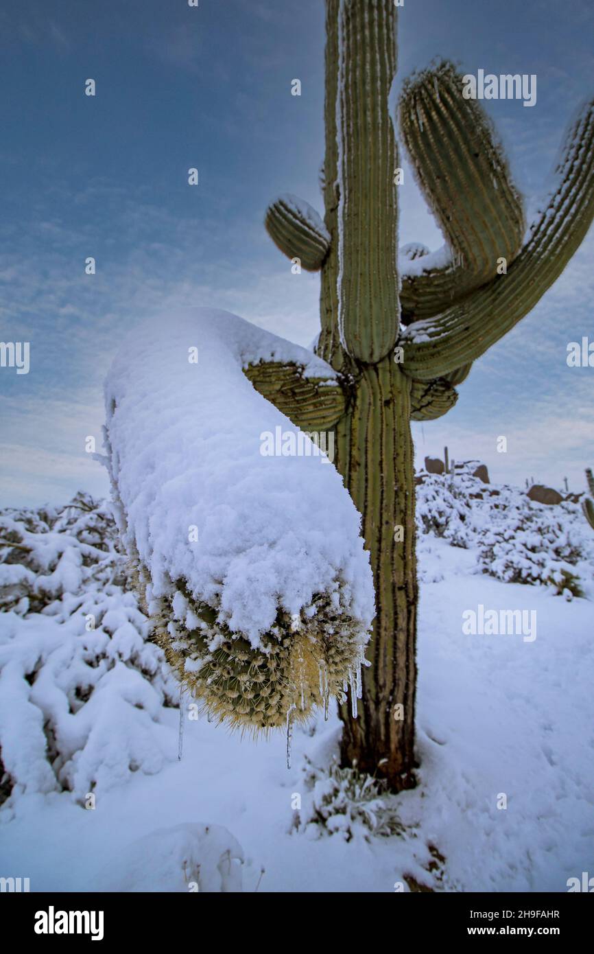 Sonoran desert saguaro snow hi-res stock photography and images - Alamy