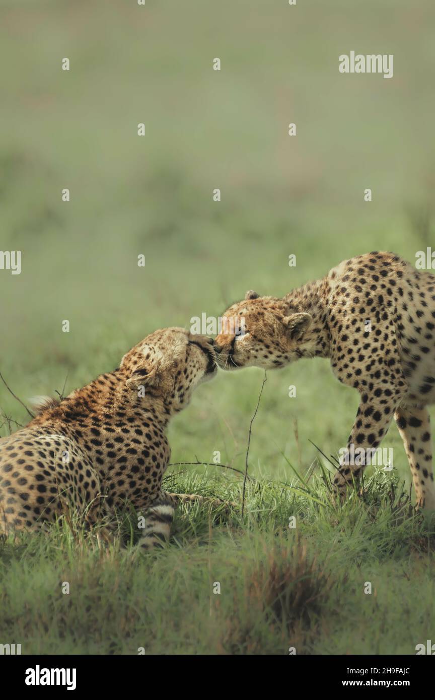 Cheetahs love hi-res stock photography and images - Alamy
