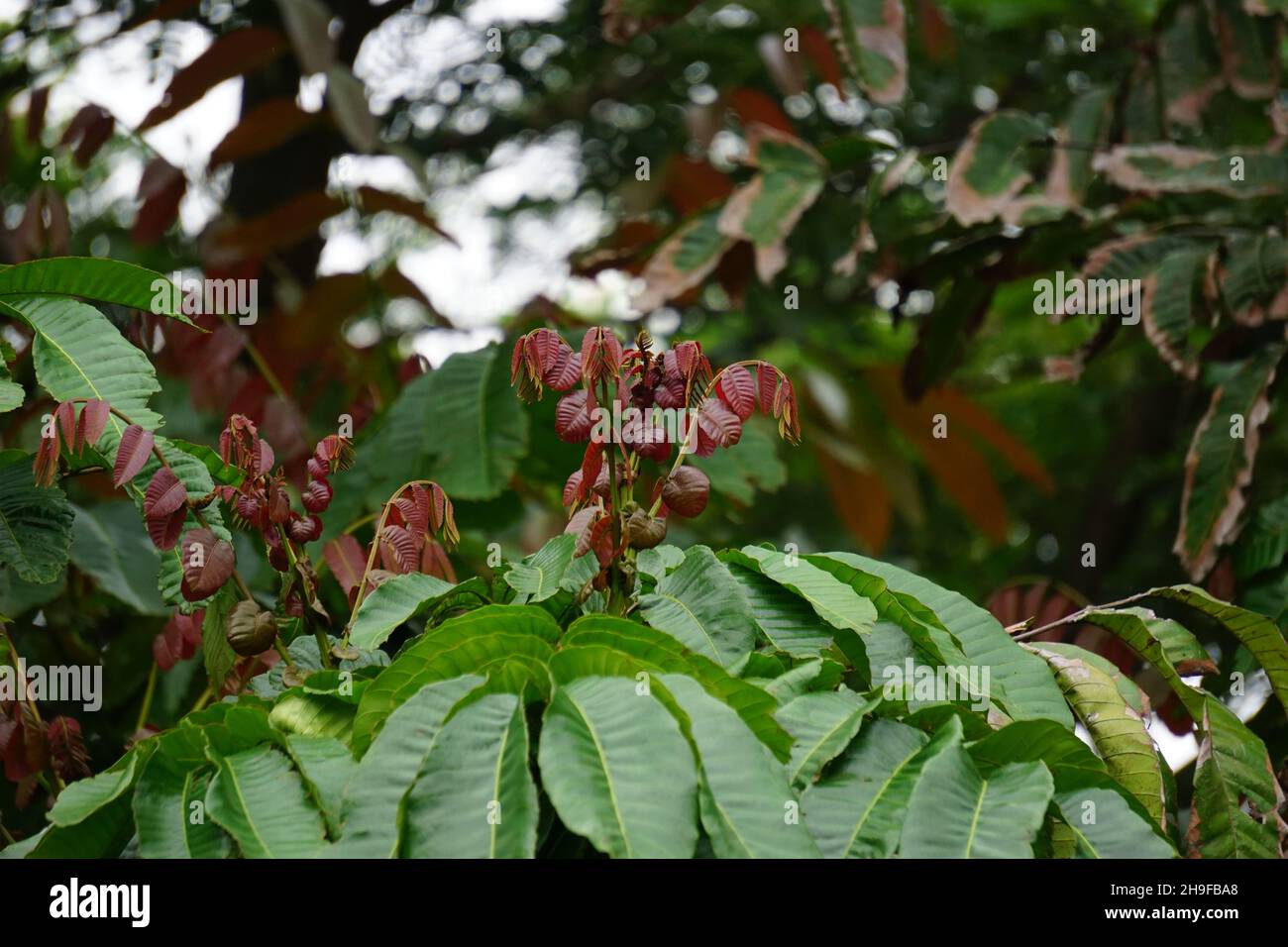 Taun tree hi-res stock photography and images - Alamy