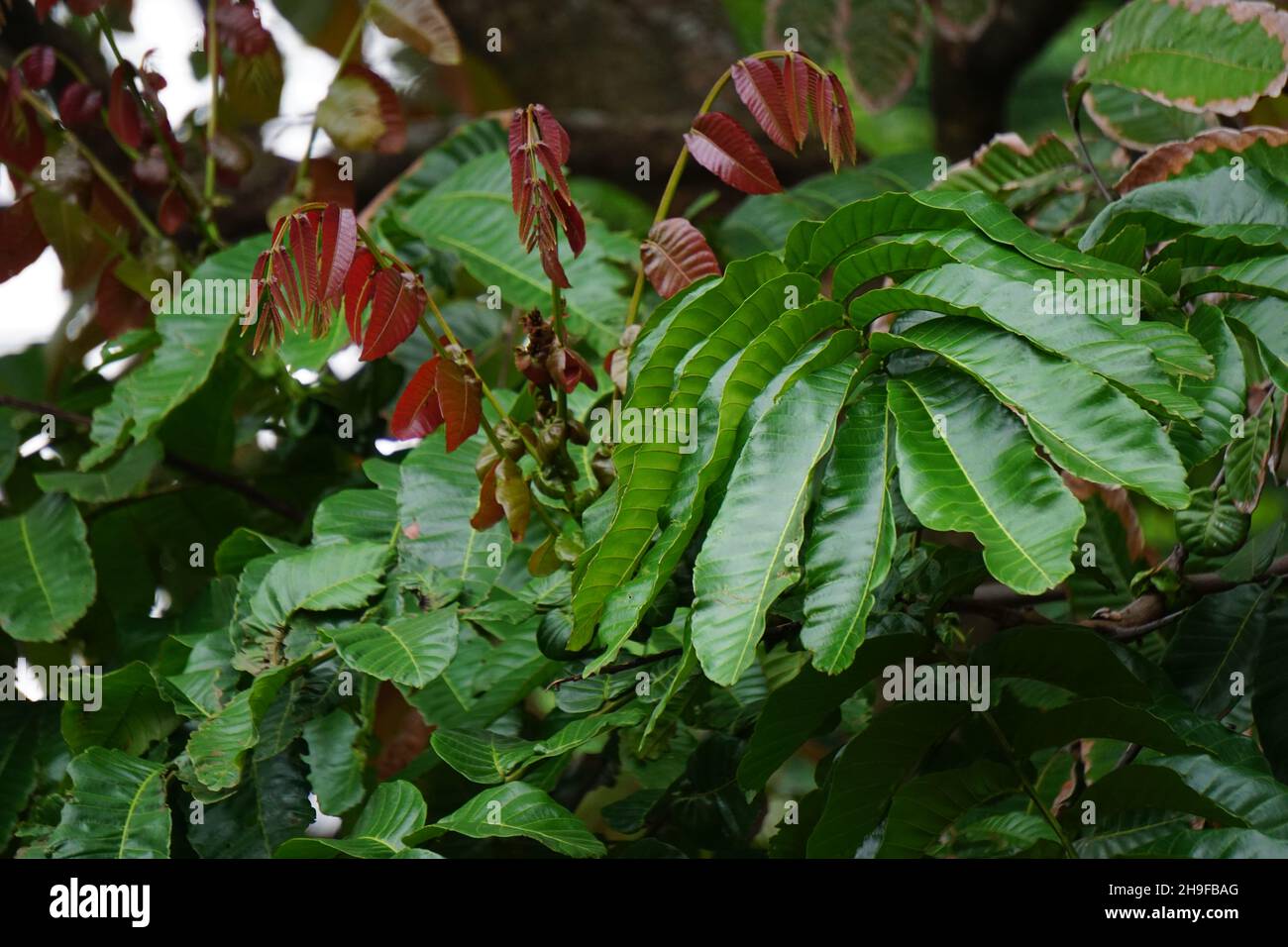 Pometia pinnata (also called matoa, taun tree, island lychee, tava ...