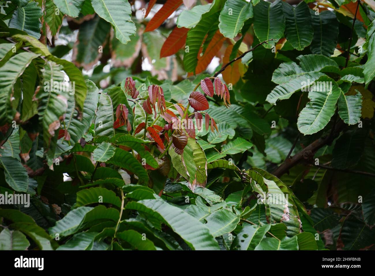 Taun tree hi-res stock photography and images - Alamy