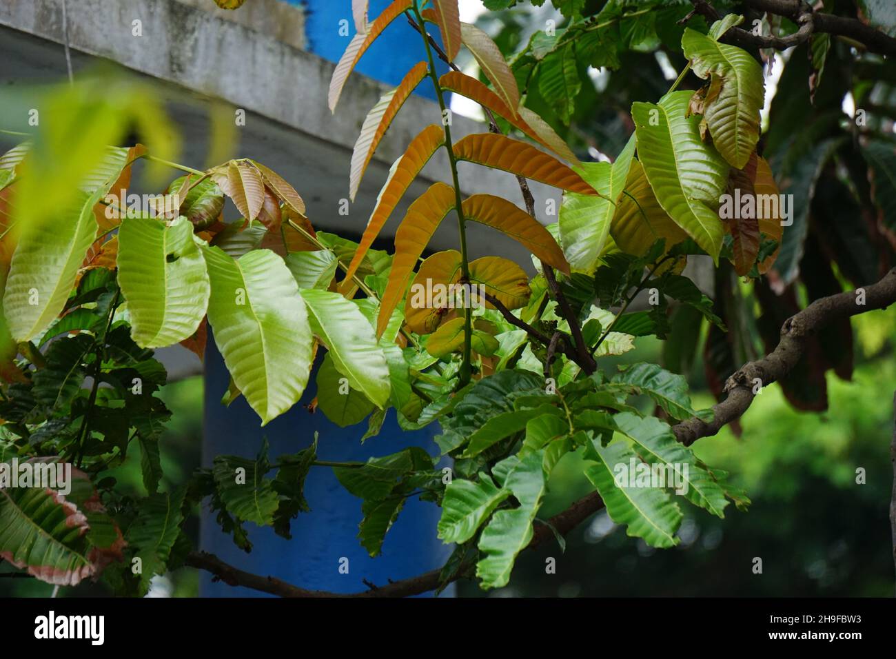 Pometia pinnata (also called matoa, taun tree, island lychee, tava ...