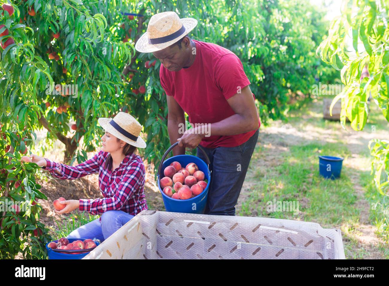 Farm workers gathering crop of peaches in fruit garden Stock Photo - Alamy