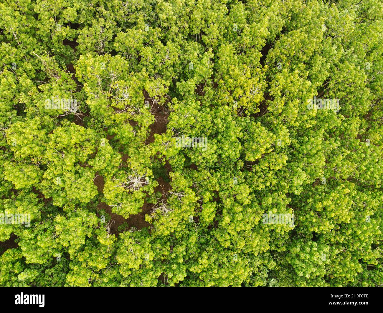 Aerial view forest tree environment forest nature background, Texture of green tree top view ...