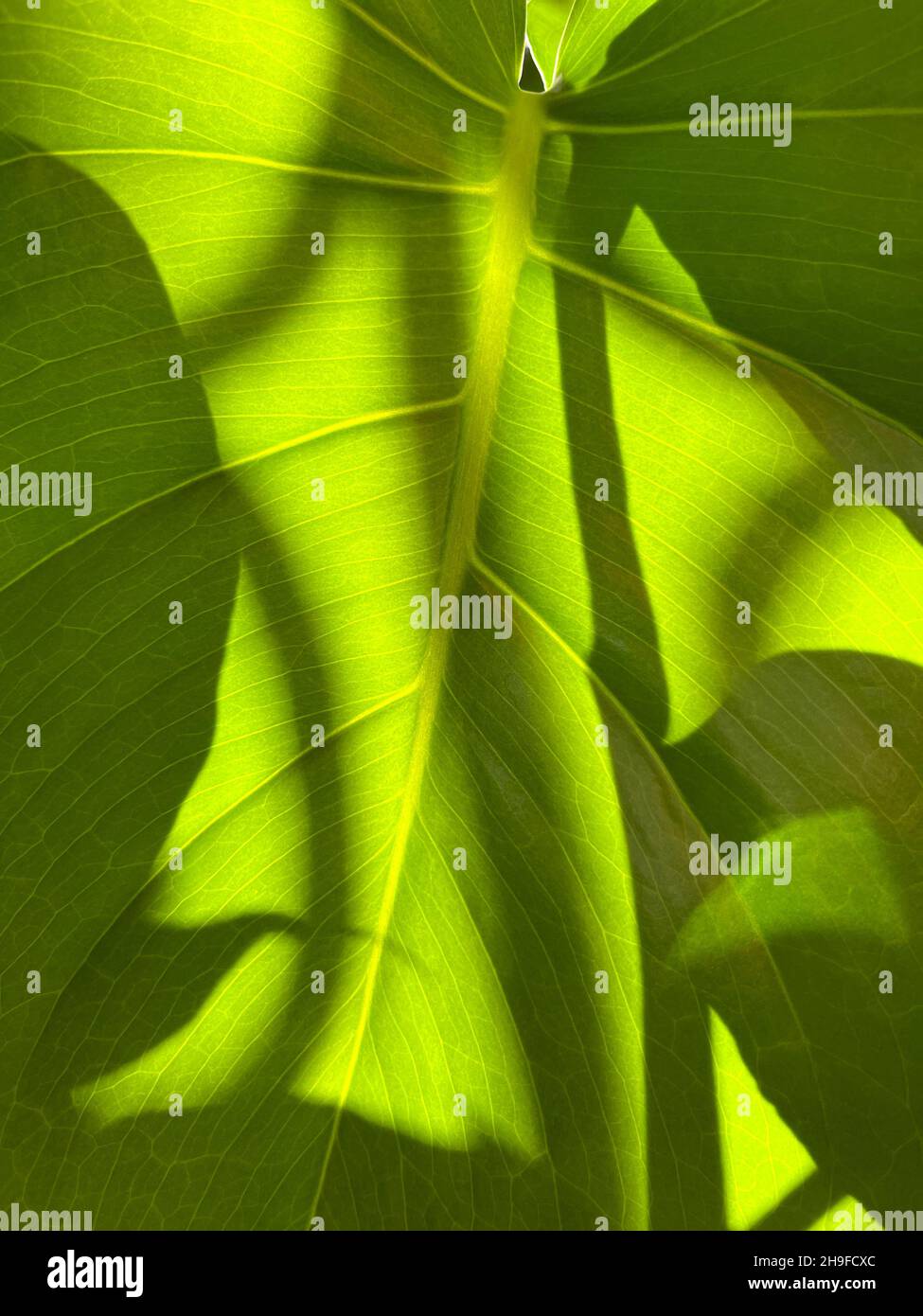 Transparent leaves hi-res stock photography and images - Alamy