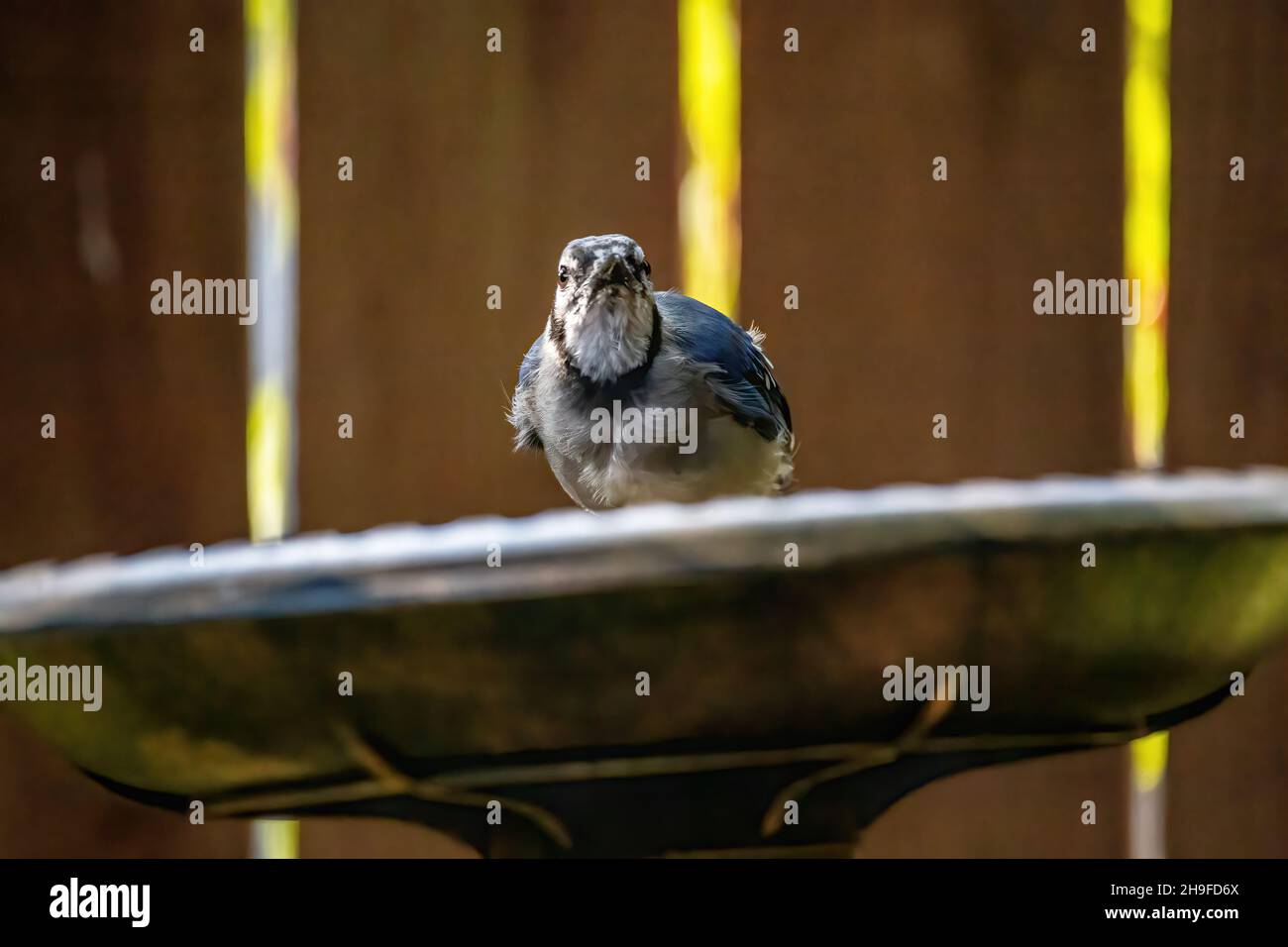 Bluejay head hi-res stock photography and images - Alamy