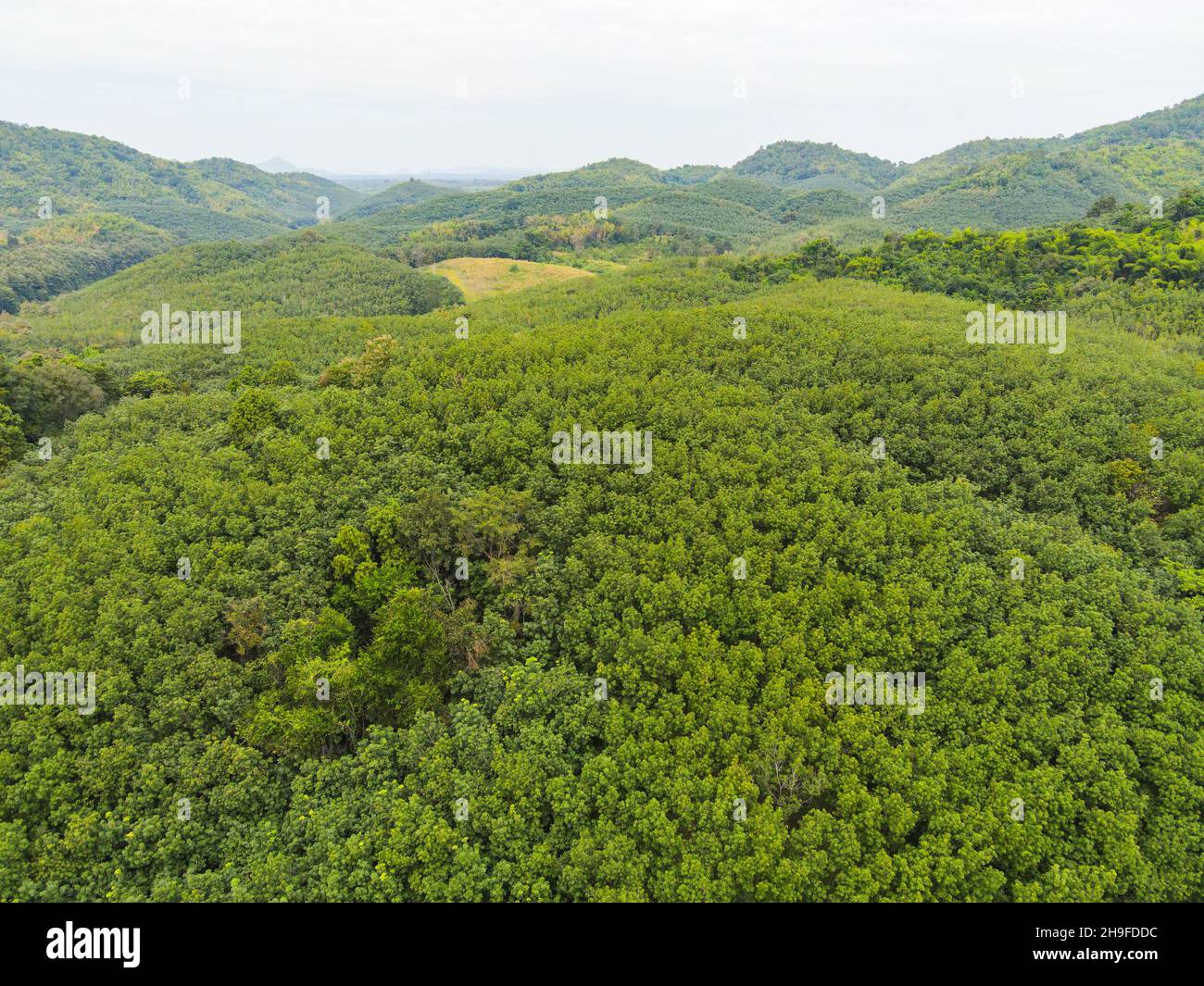 Aerial view forest tree rubber tree leaves environment forest nature ...
