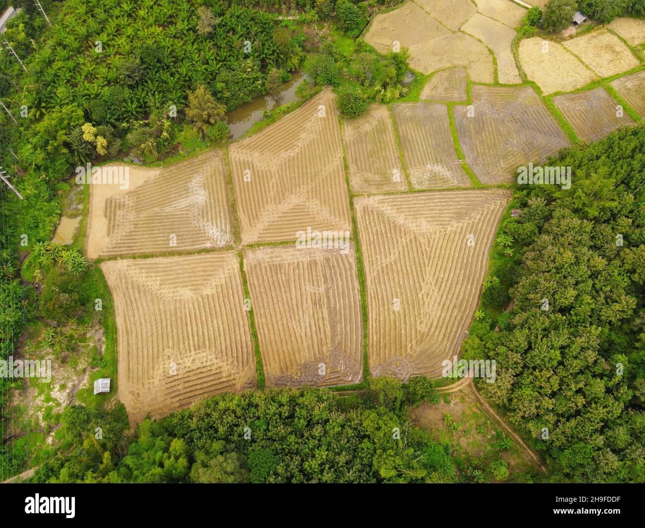 Top view harvest rice field from above with agricultural crops yellow ...