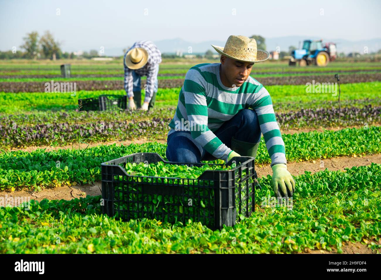 Farmer picking corn hi-res stock photography and images - Alamy