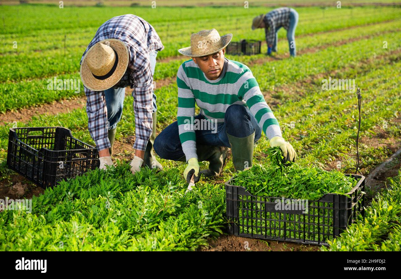 Hired worker harvesting green arugula crop in field Stock Photo - Alamy