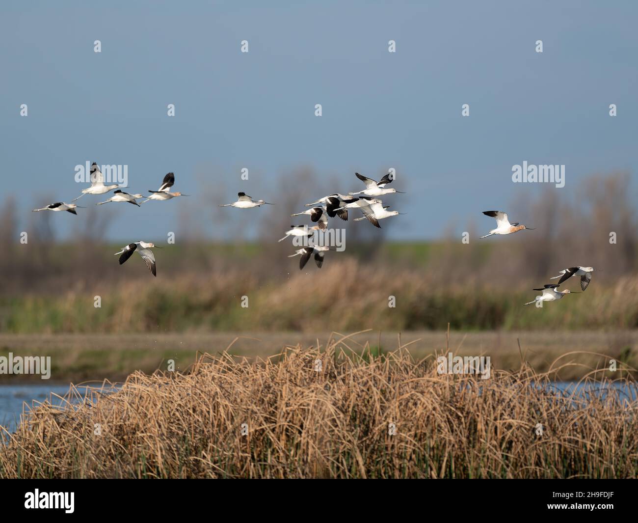 Birds flying low hi-res stock photography and images - Alamy