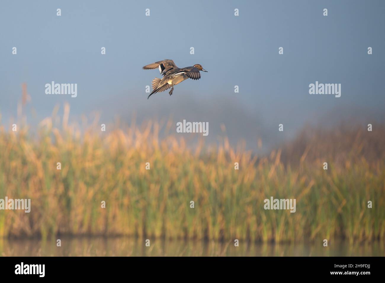 Northern Pintail duck drake landing in the reeds of the wetlands Stock ...