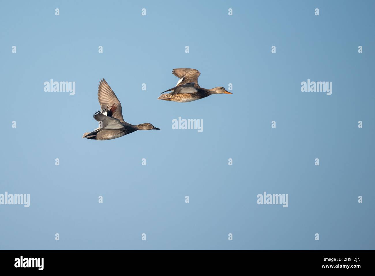 Gadwall duck drake and hen pair flying together Stock Photo - Alamy