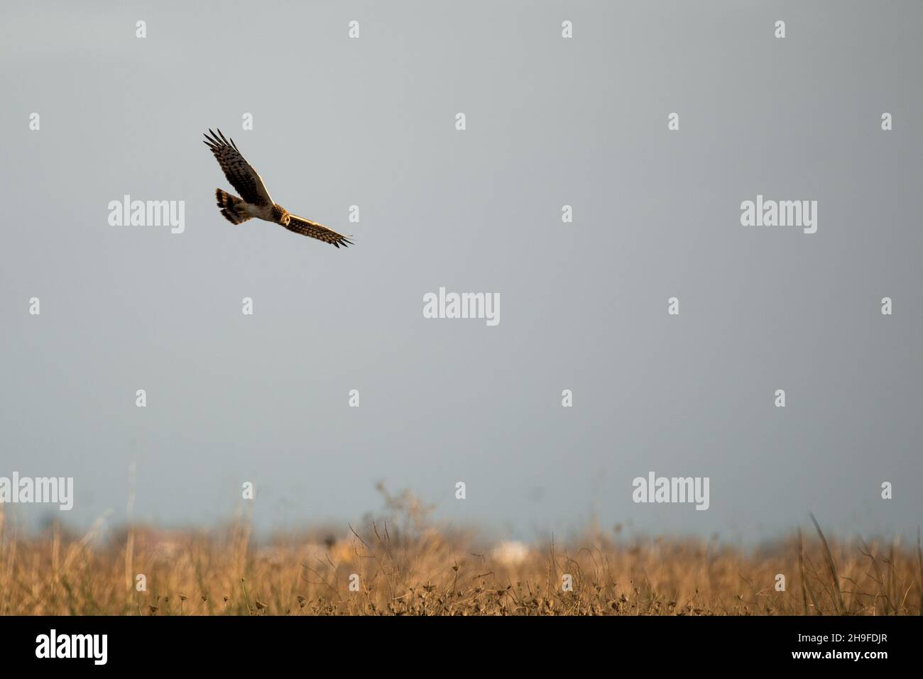 Northern harrier hawk hi-res stock photography and images - Alamy