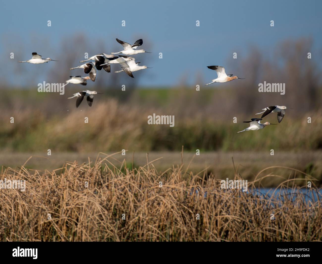 Birds flying low hi-res stock photography and images - Alamy