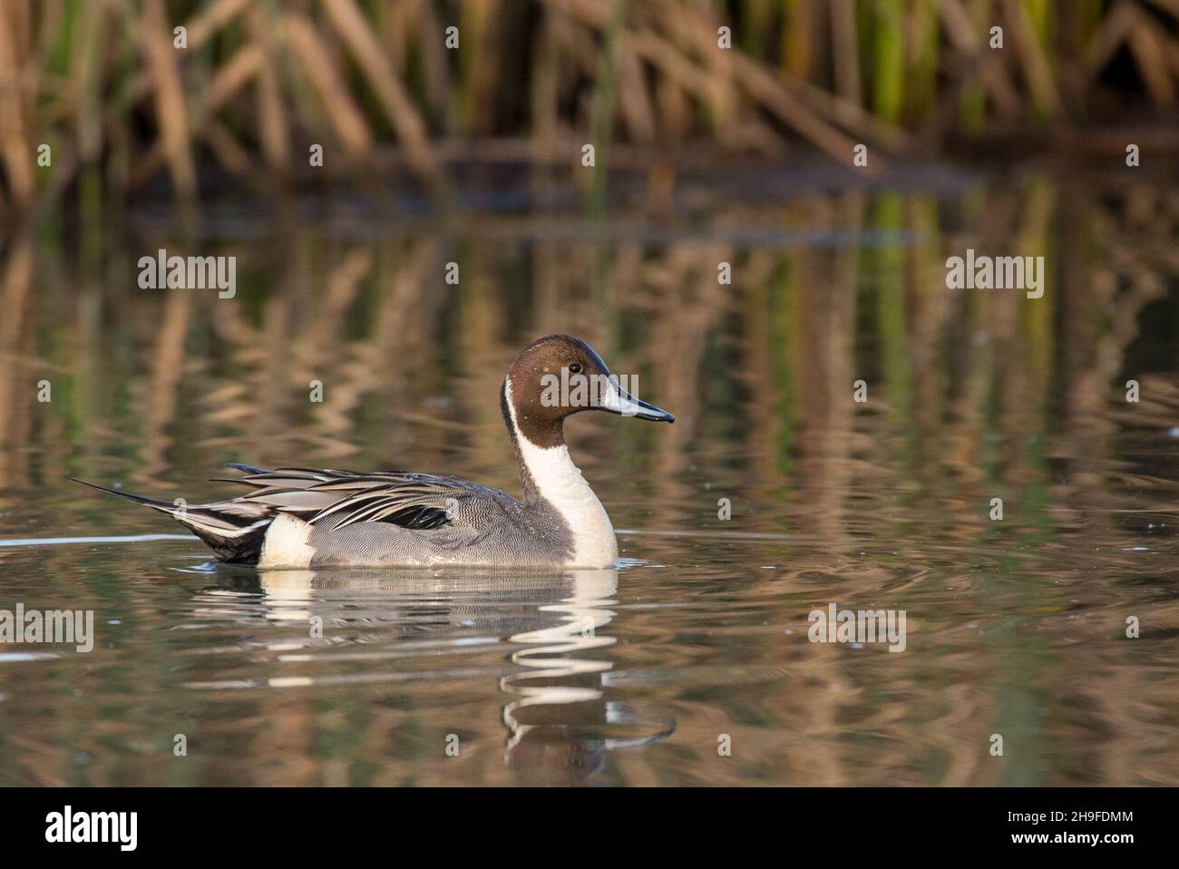 Environmental portrait of a drake Northern Pintail in the wetlands ...