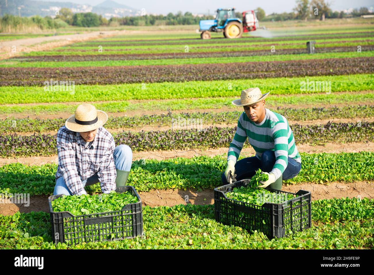 Farm workers picking corn salad on field Stock Photo - Alamy