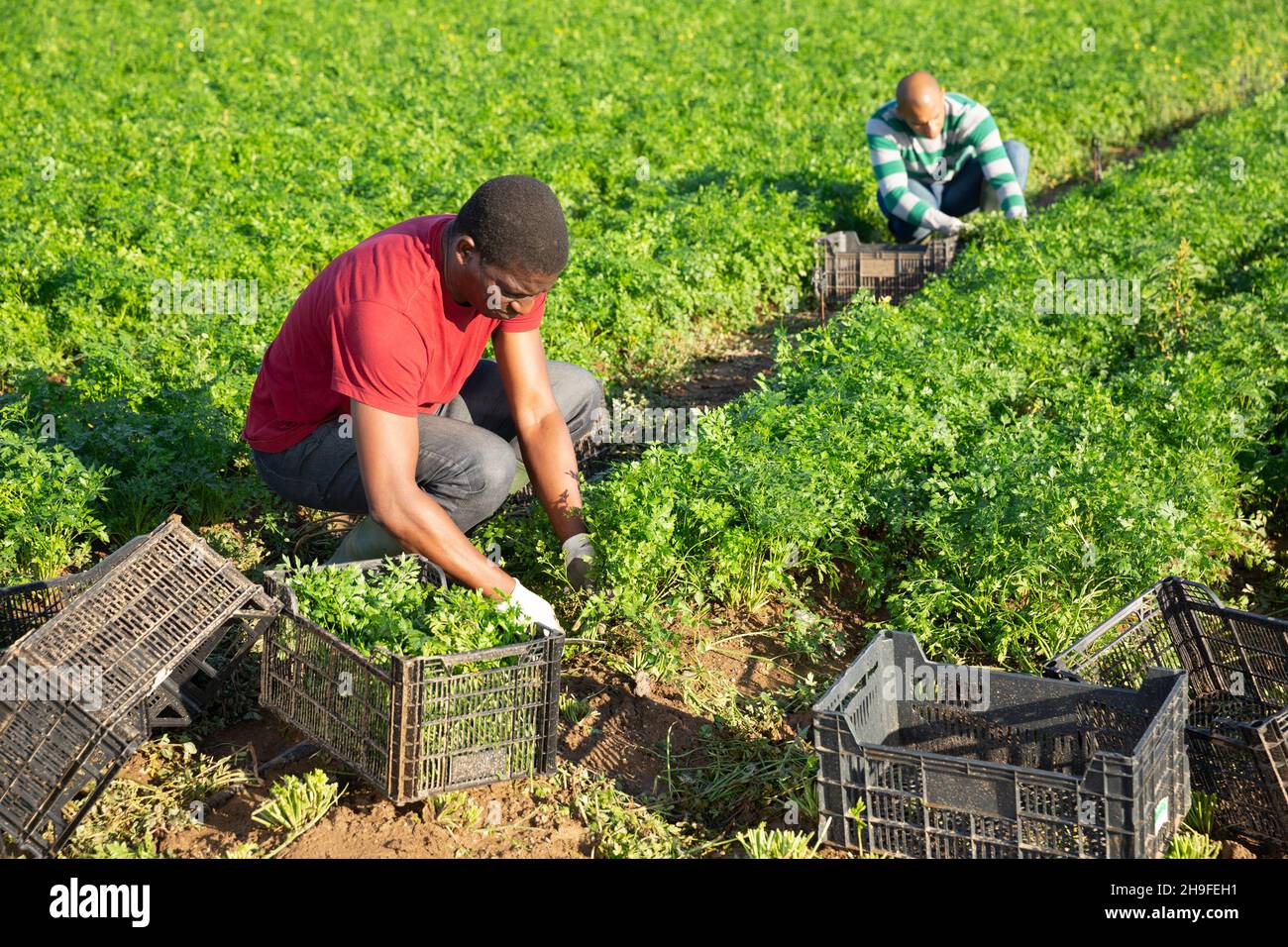 Aframerican worker harvesting parsley on vegetable plantation Stock Photo - Alamy