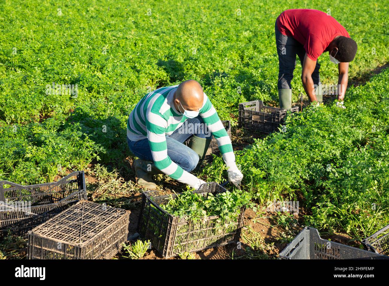Farm workers in disposable masks harvesting parsley on field Stock ...