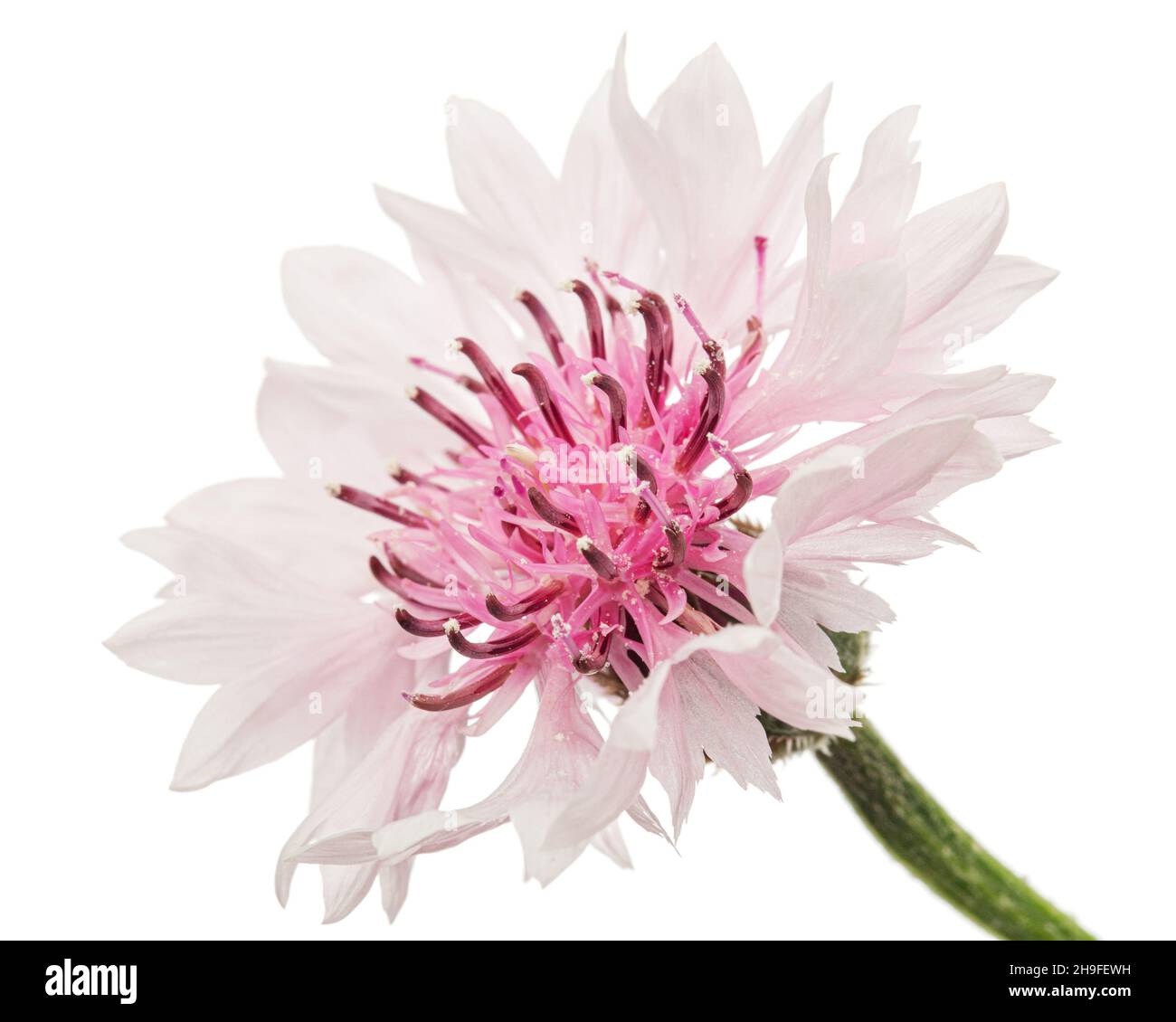 White-pink flower of cornflower, lat. Centaurea, isolated on white ...