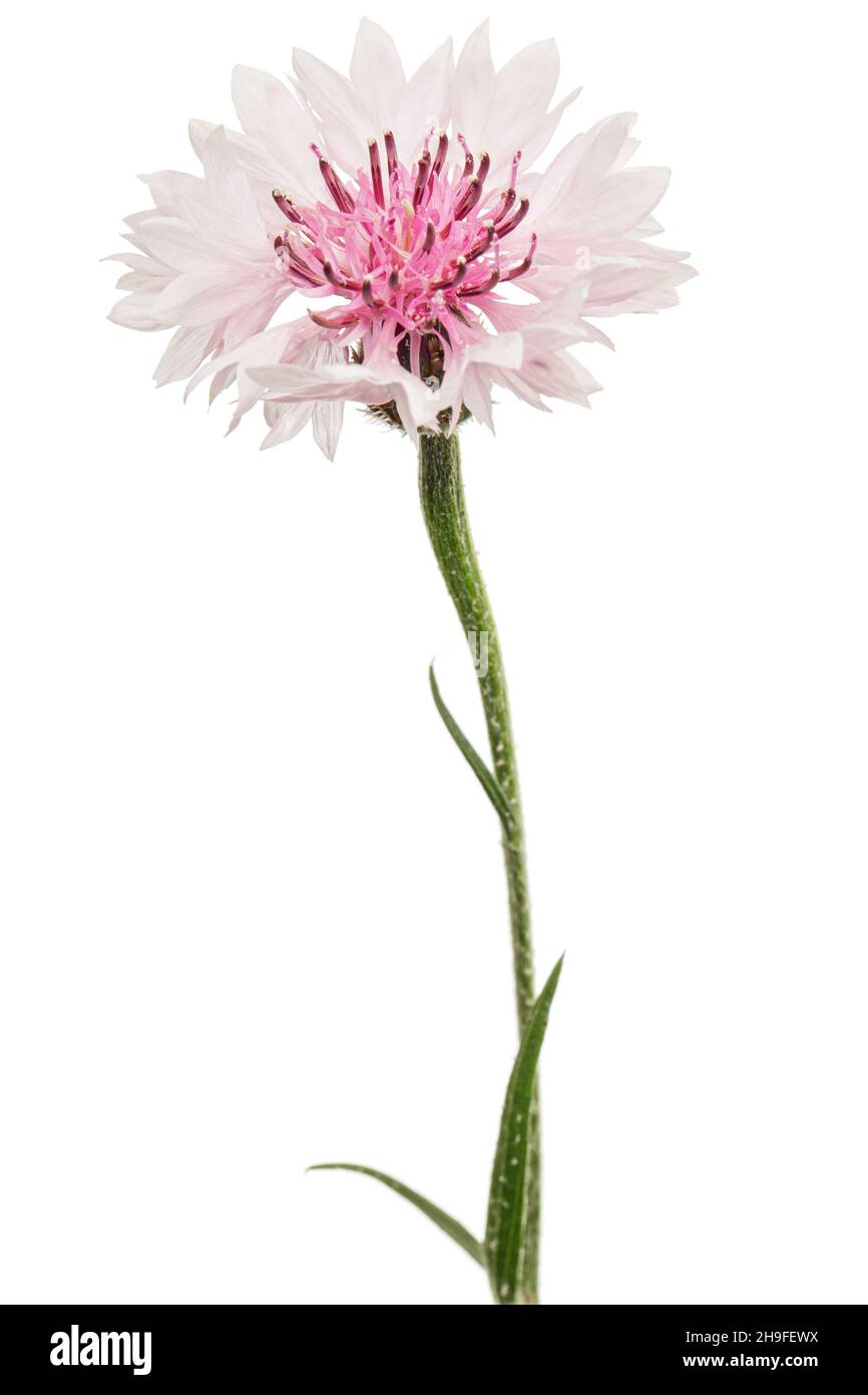 White-pink flower of cornflower, lat. Centaurea, isolated on white ...