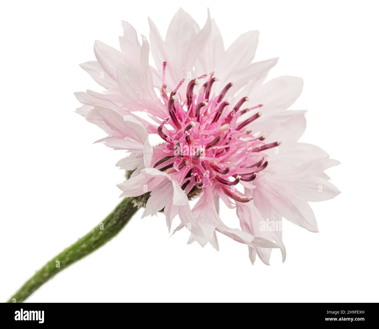 White-pink flower of cornflower, lat. Centaurea, isolated on white ...