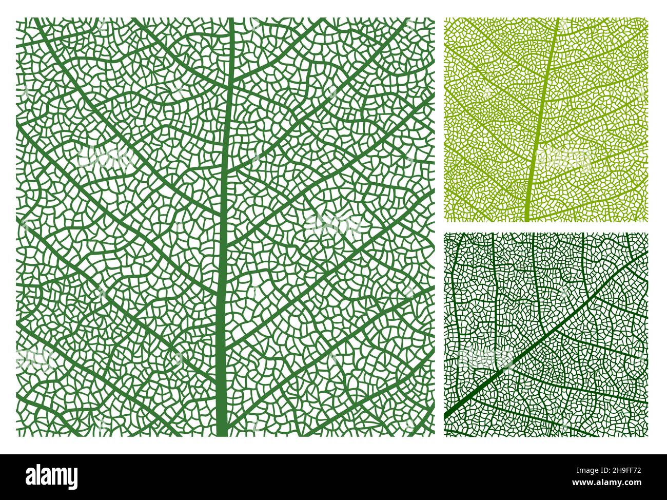 Leaf texture pattern background with veins and cells, vector closeup of ...