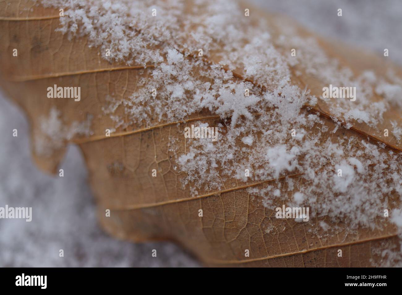 Snow flake leaf hi-res stock photography and images - Alamy