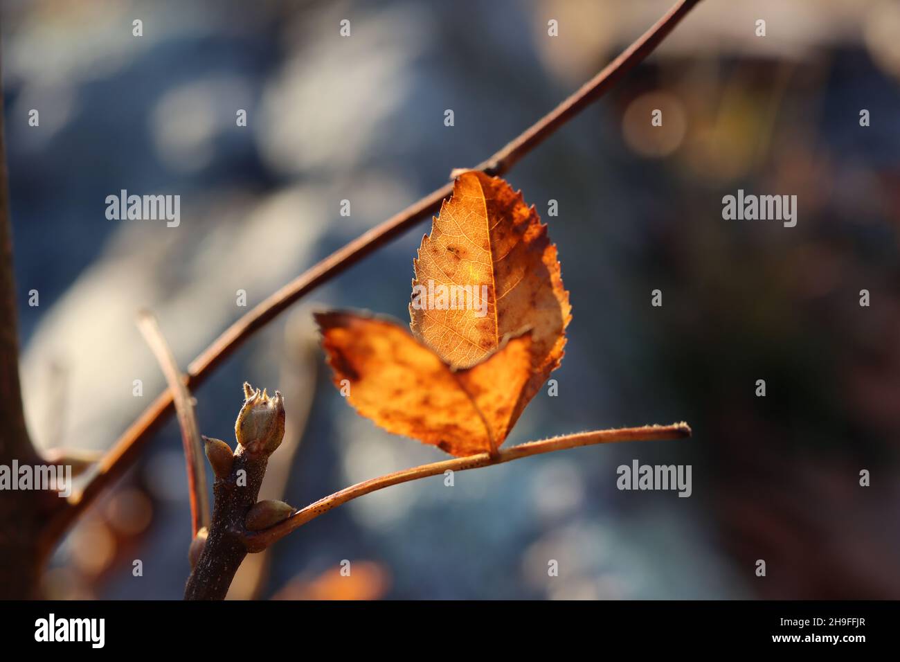 Sparce leaves hi-res stock photography and images - Alamy