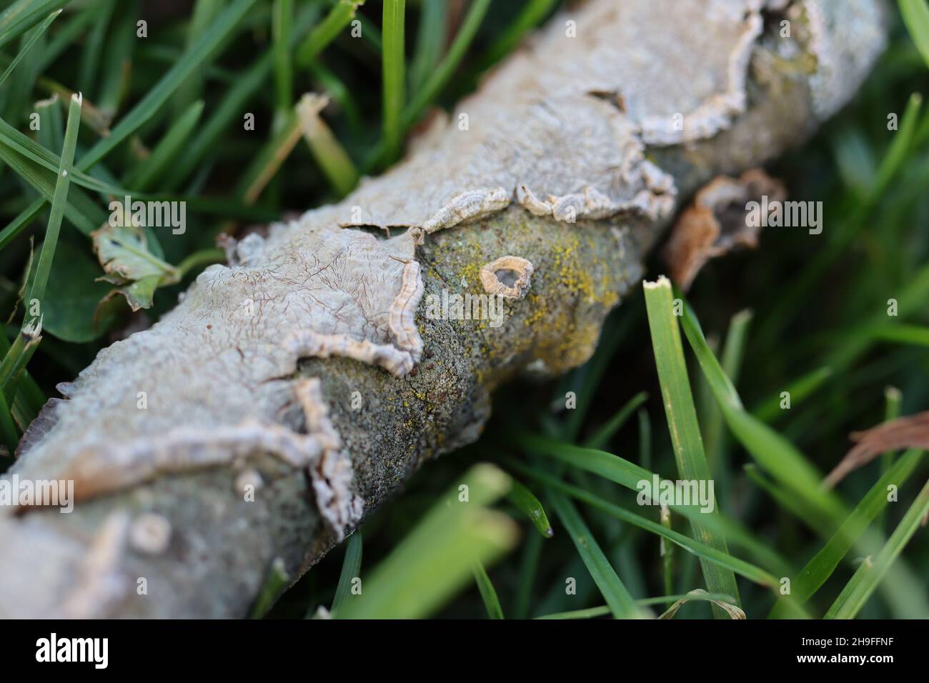 Fallen branch hi-res stock photography and images - Alamy