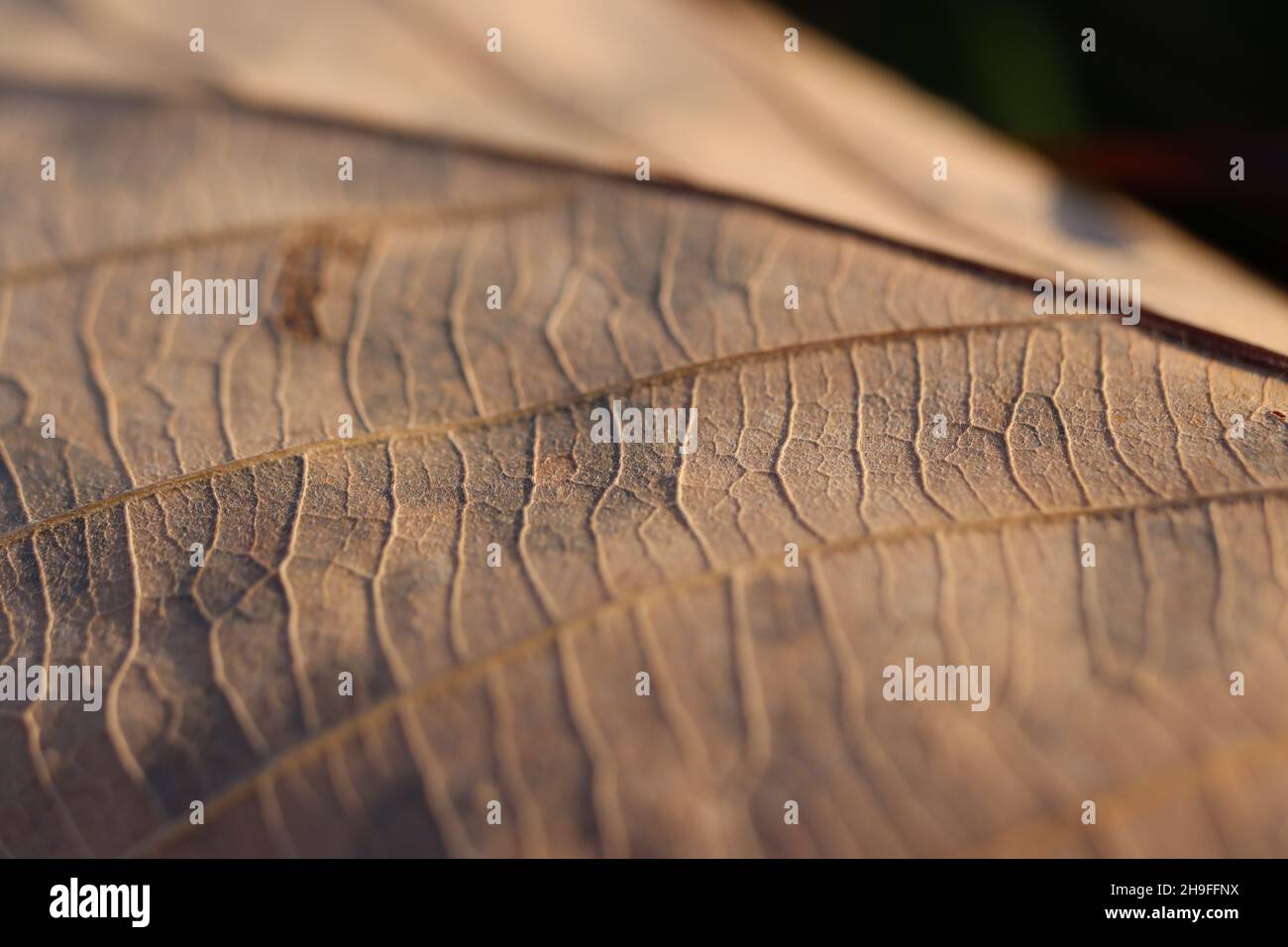 Autumn leaf macro photography Stock Photo - Alamy