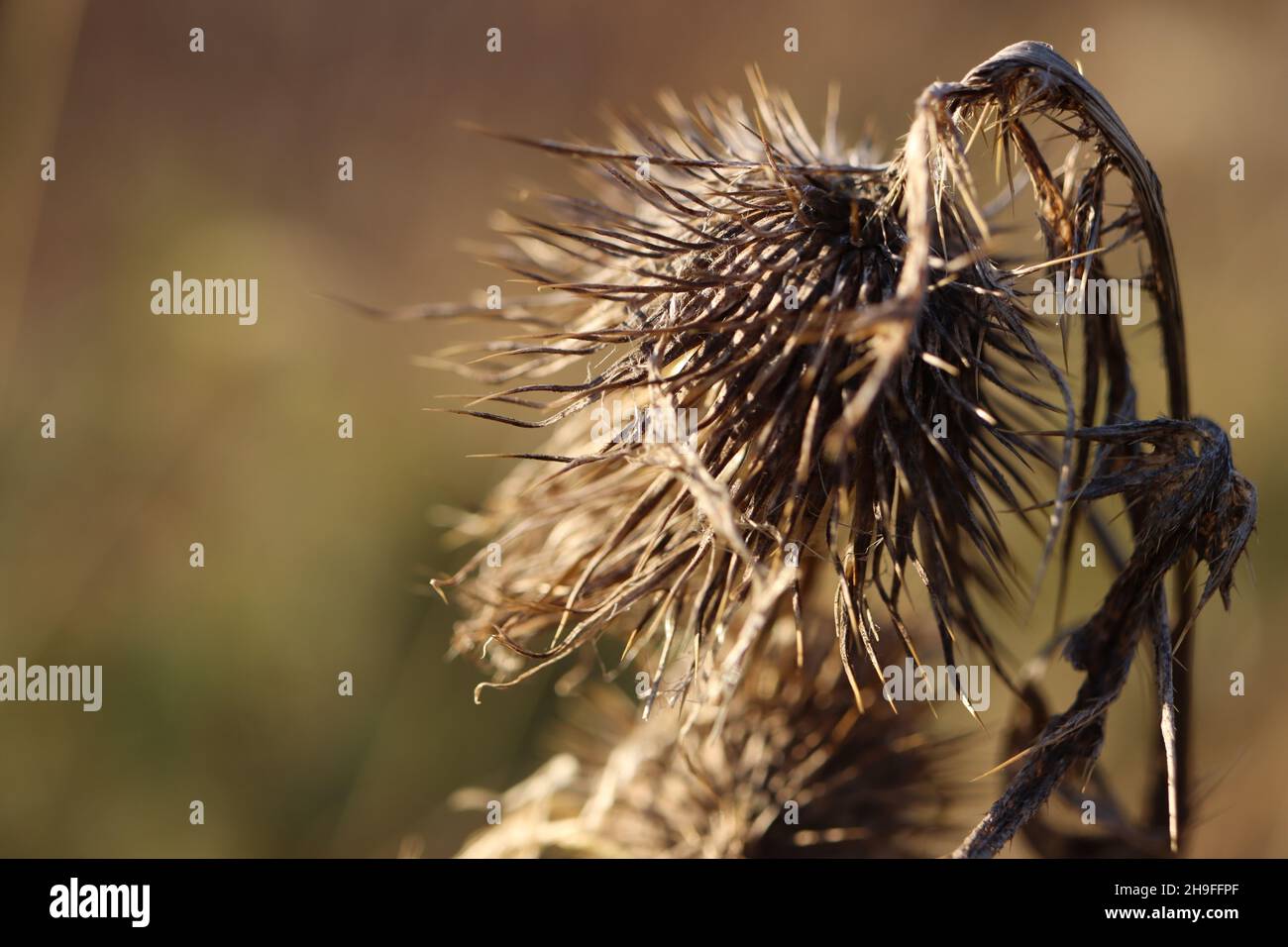 Thistle environment hi-res stock photography and images - Alamy